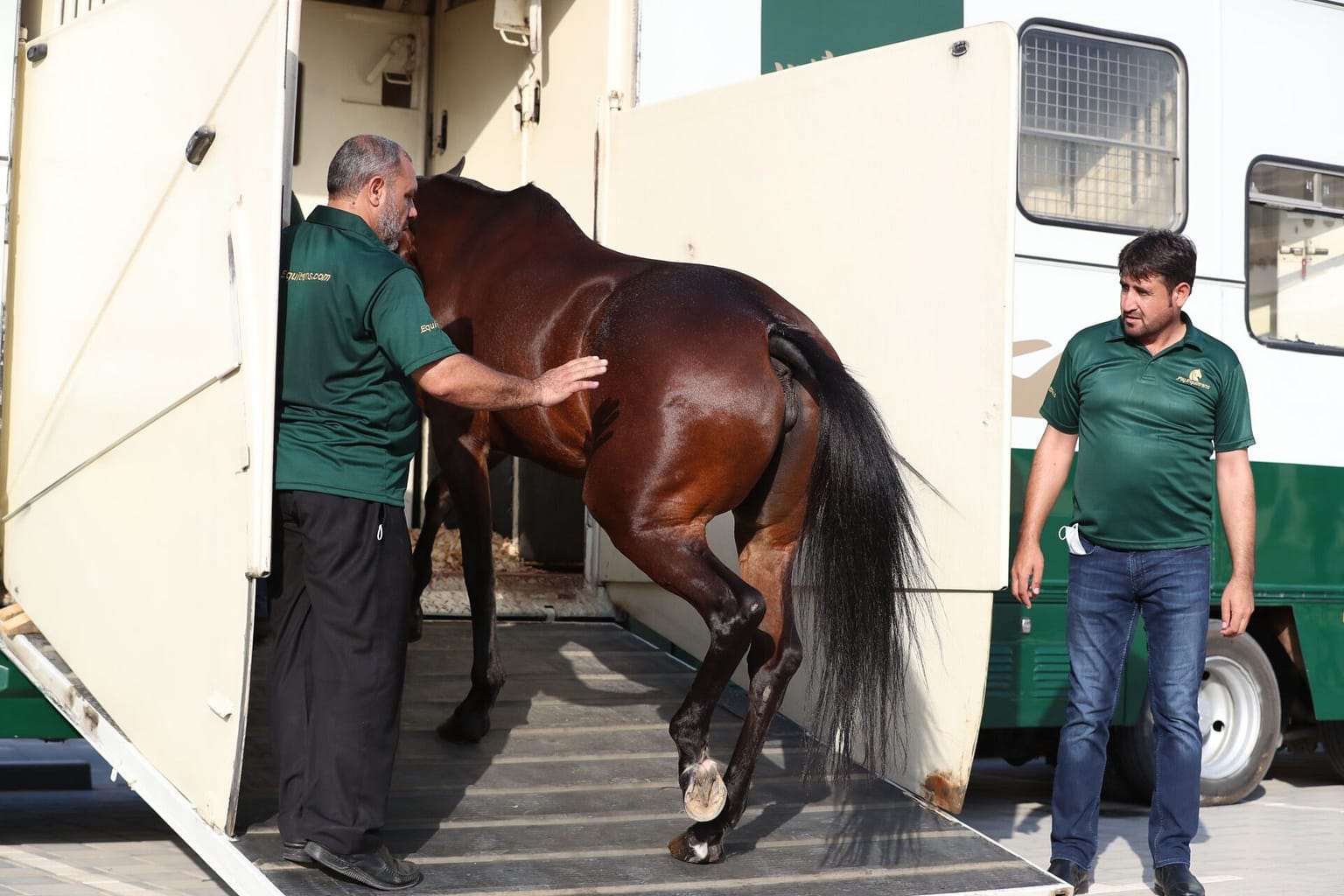 Horses - Equitrans Logistics – International Horse and Animal Transporters