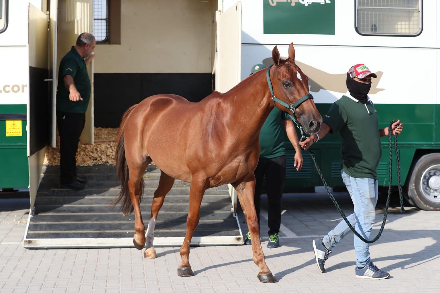 Horses - Equitrans Logistics – International Horse and Animal Transporters