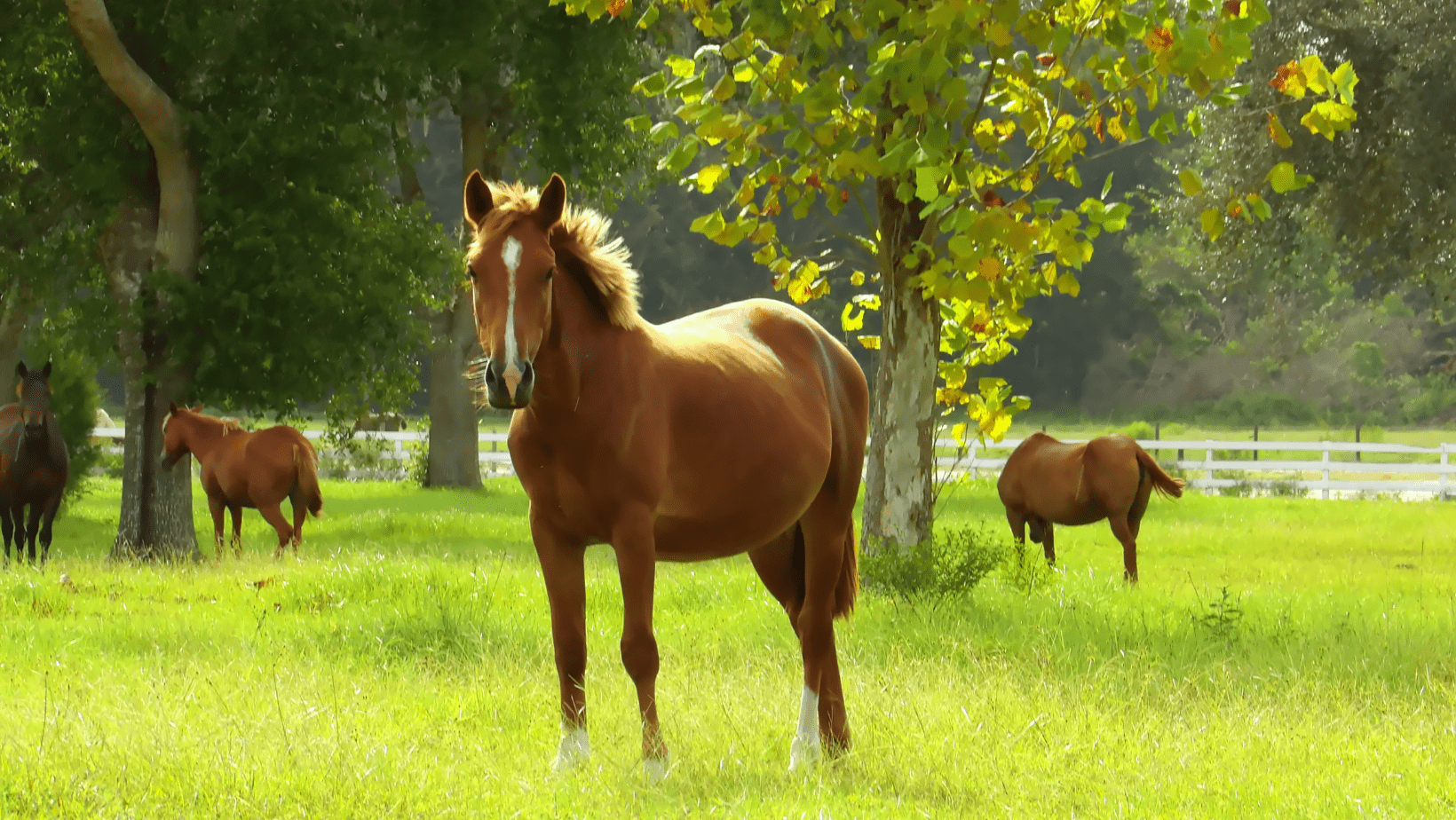 Horse Retirement Livery in Europe - Equitrans Logistics – International ...